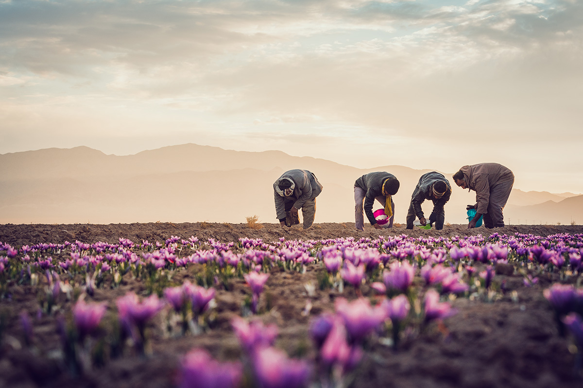 Filière safran d’Iran