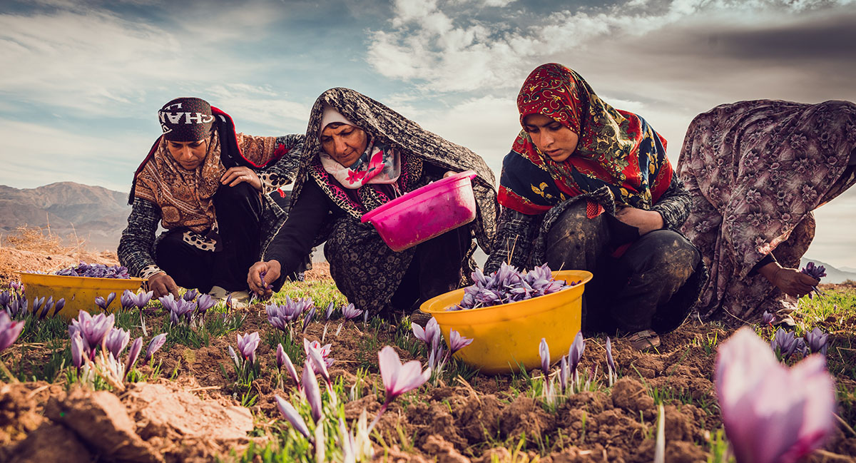 Filière safran d’Iran