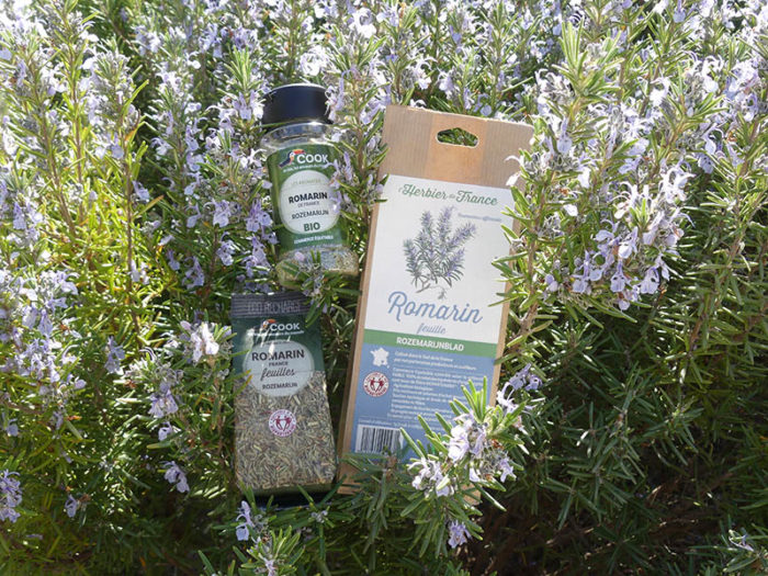 Production, récolte, conditionnement tout savoir sur le romarin