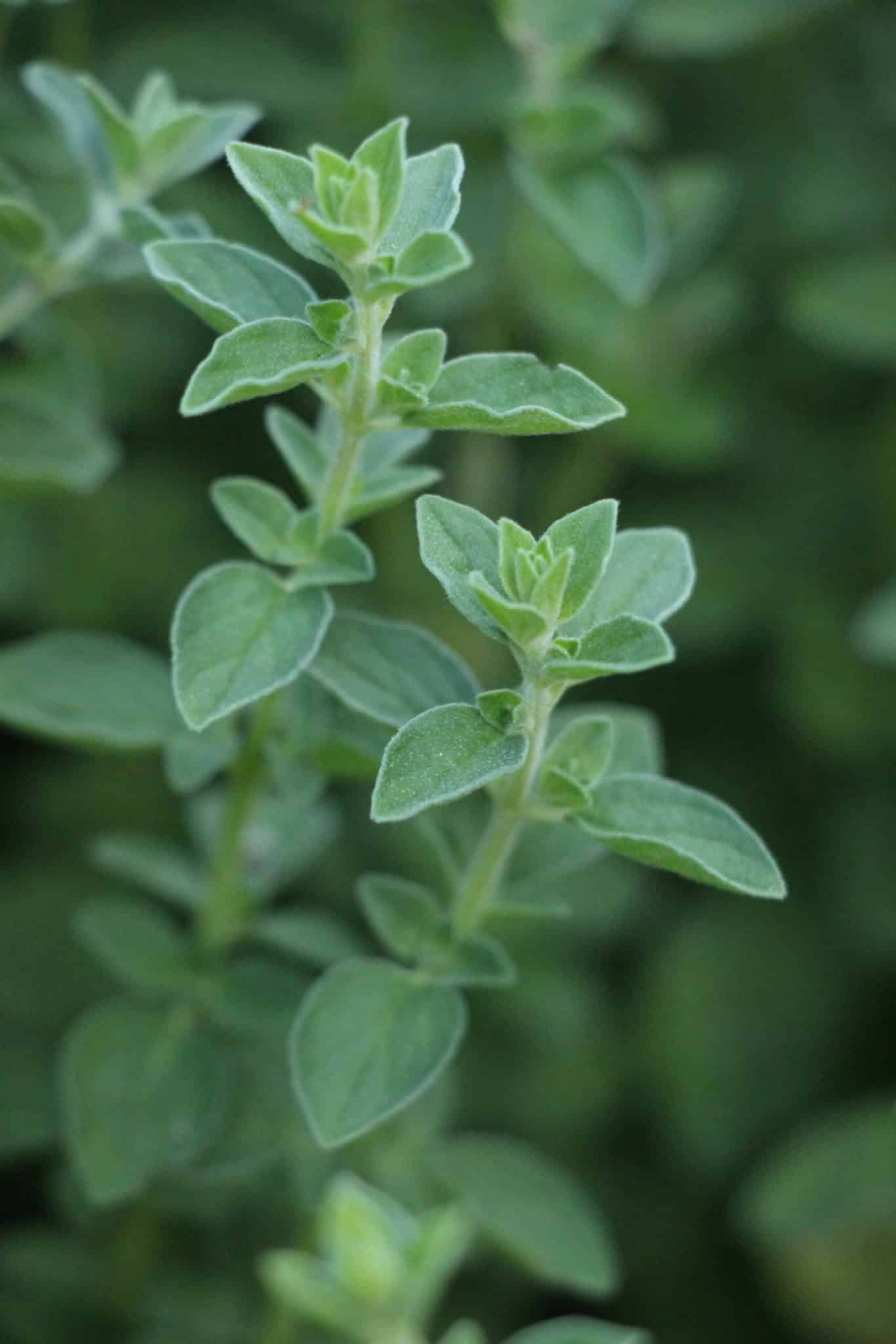 L’origan : famille, culture et utilisation