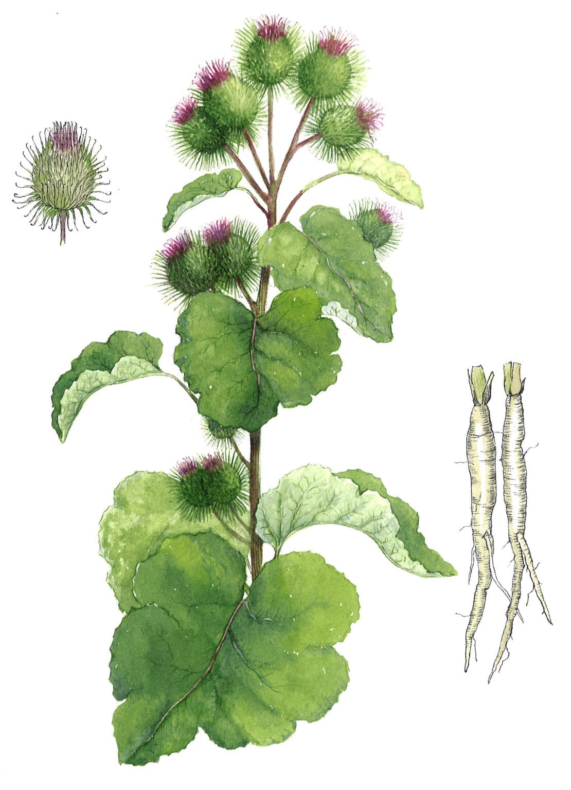 Description d’une plante: nommer et décrire ses différentes parties?