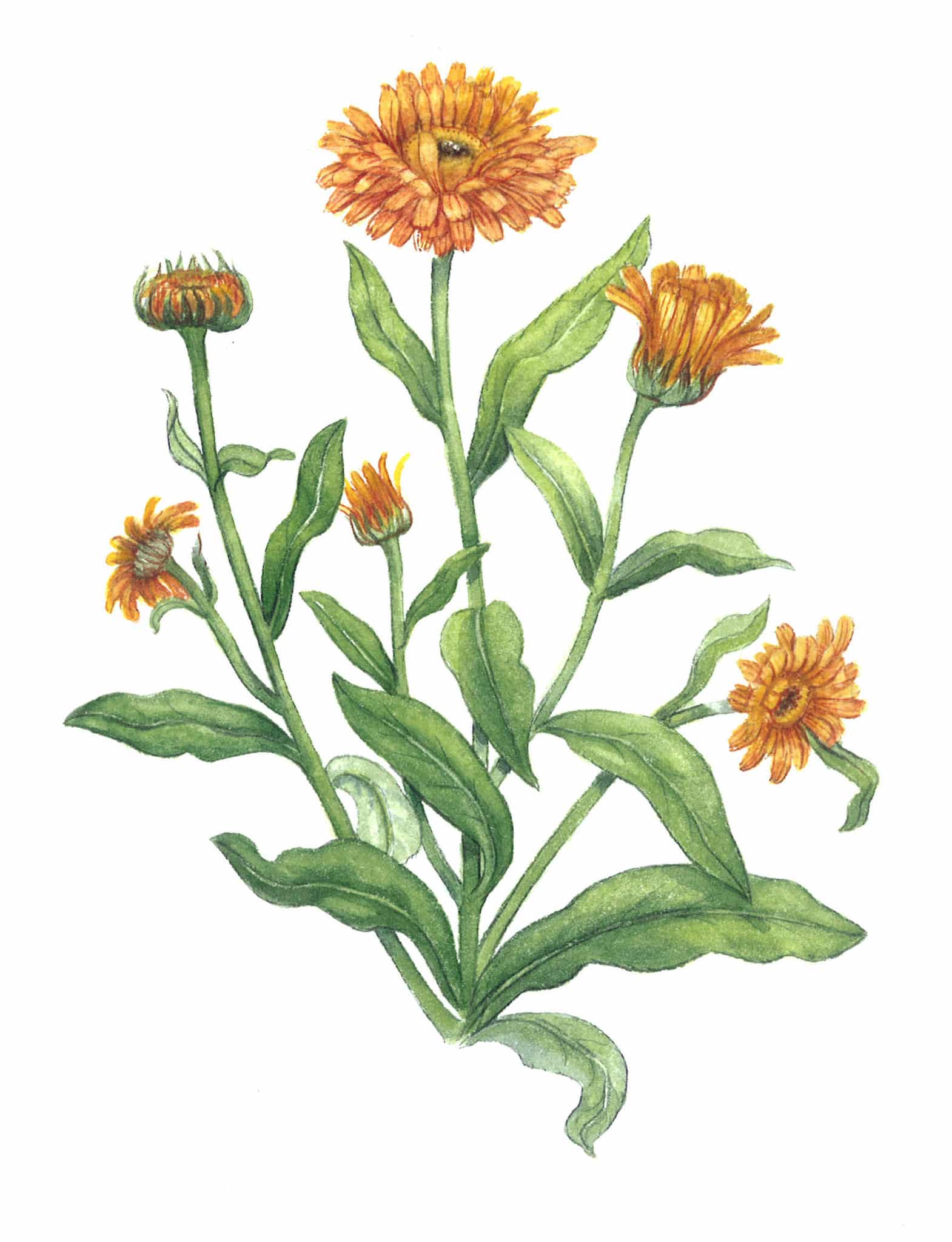 Classification et noms des plantes : éléments de botanique