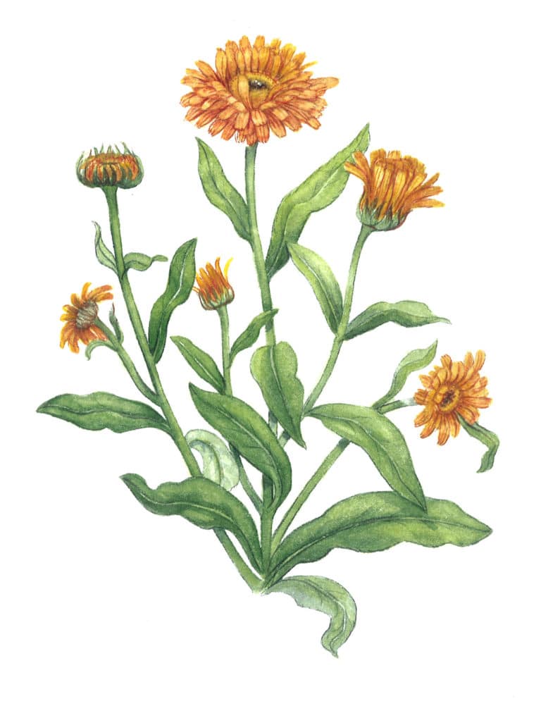 Classification et noms des plantes : éléments de botanique